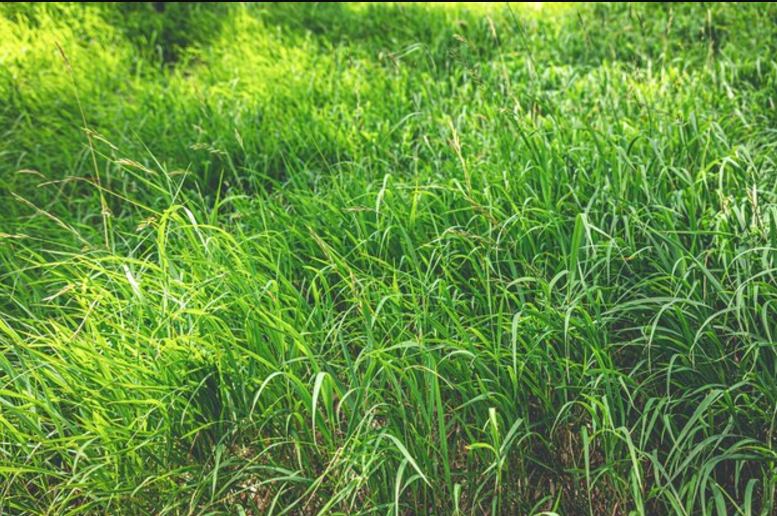 5 Jenis Rumput Pakan Ternak yang Bergizi dan Tepat - Penyedia ...